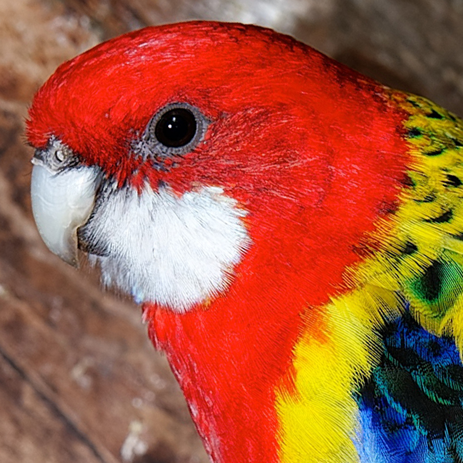 Rosellasittich - Vogelzentrum Helmut Primessnig